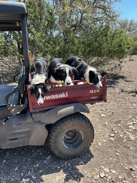 Border Collies of Texas | Champion Ranch-Bred Border Collies for Sale