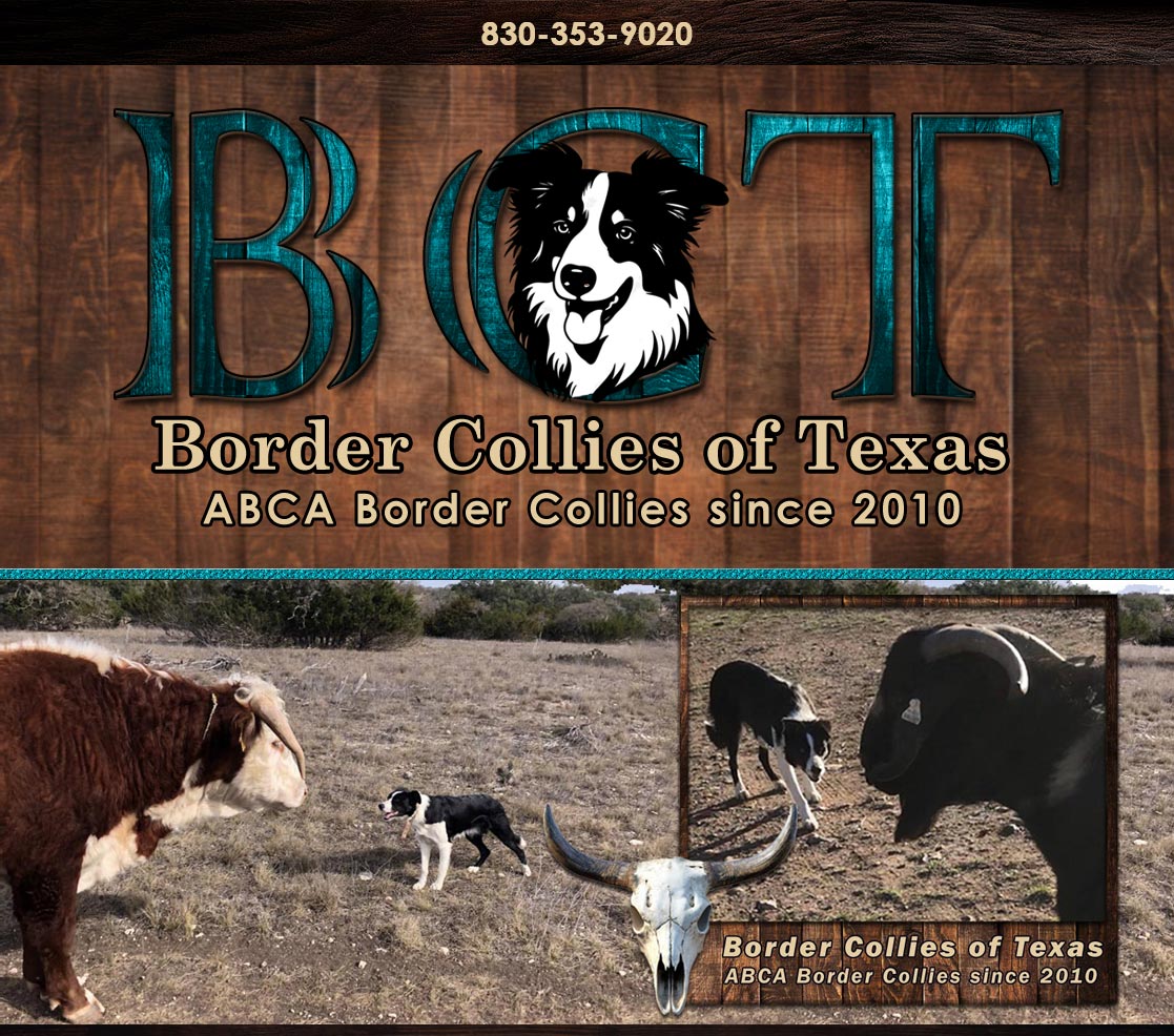 Border Collies of Texas | Champion Ranch-Bred Border Collies for Sale