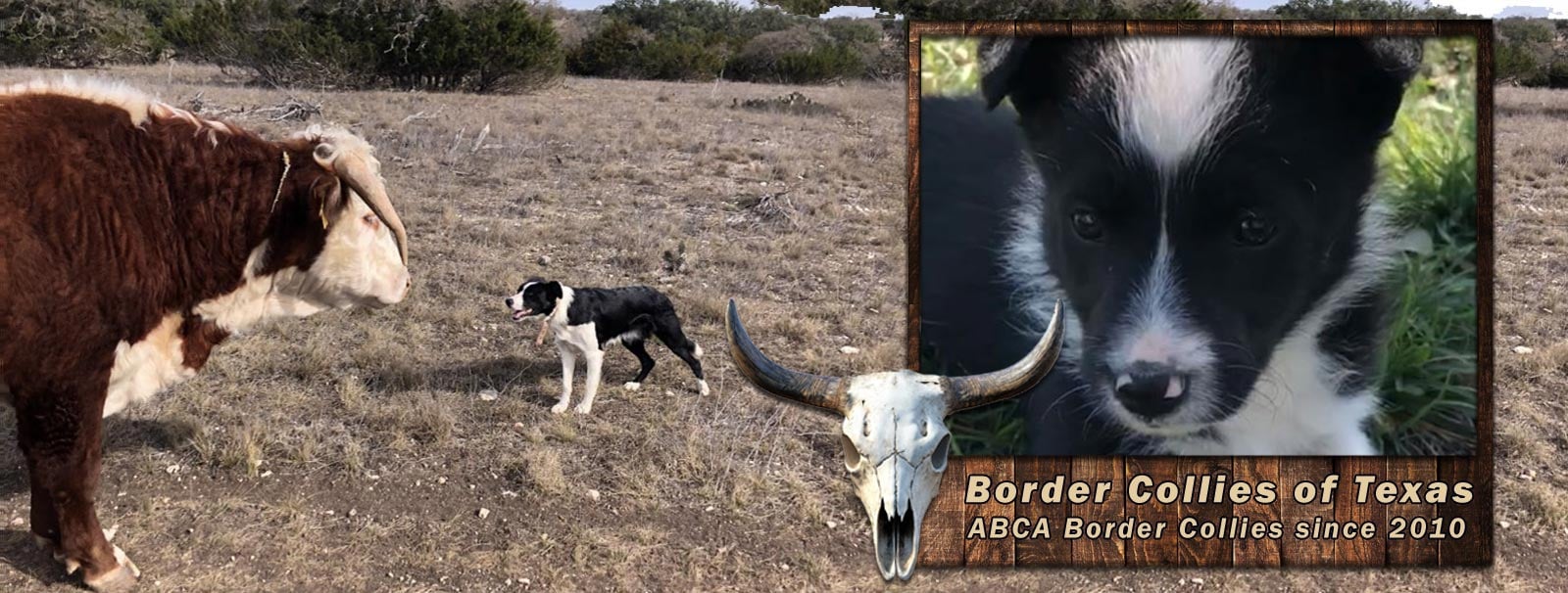 Border Collies of Texas | Champion Ranch-Bred Border Collies for Sale