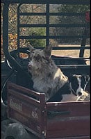 Border Collies of Texas | Champion Ranch-Bred Border Collies for Sale