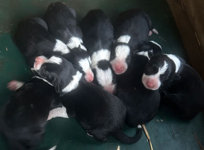 Border Collie Puppies | Border Collies of Texas